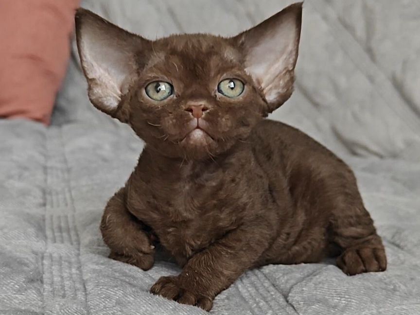 Яркая шоколадная малышка Самира