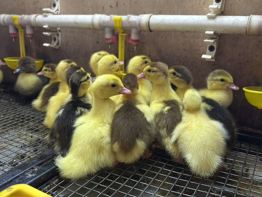 Гусята, индоутята