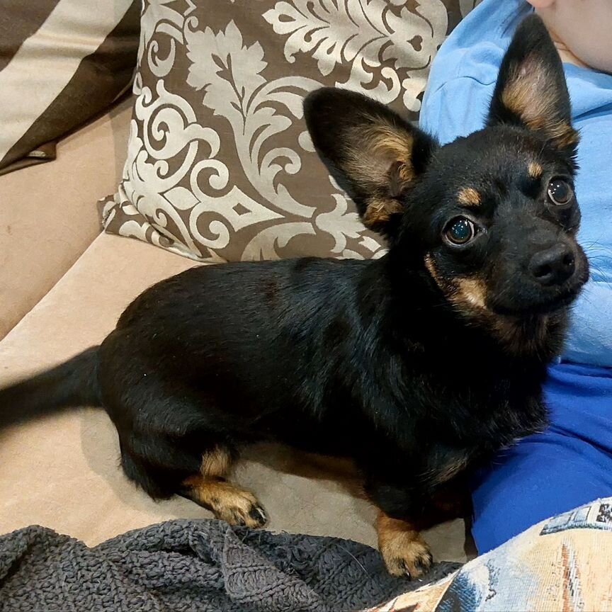 Маленькая собака в добрые руки