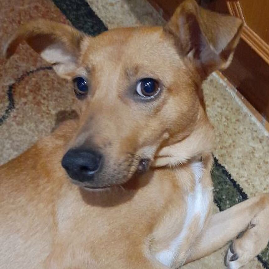 Отдам небольшую собачку в добрые руки