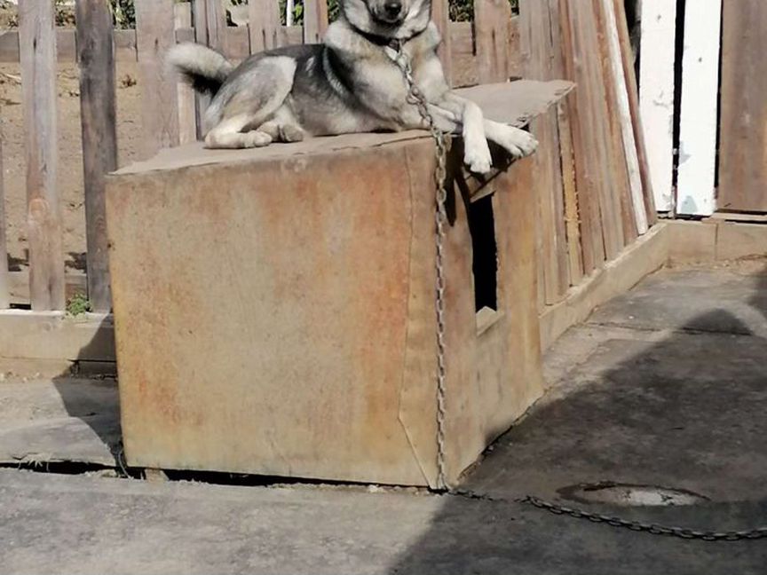 Западно-сибирска лайка вязка