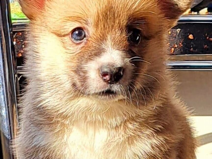 Вельш-корги. 2 породы (кардиган и пемброк)