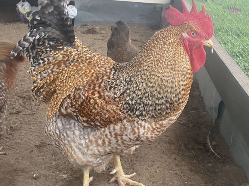 Петух белефельдер