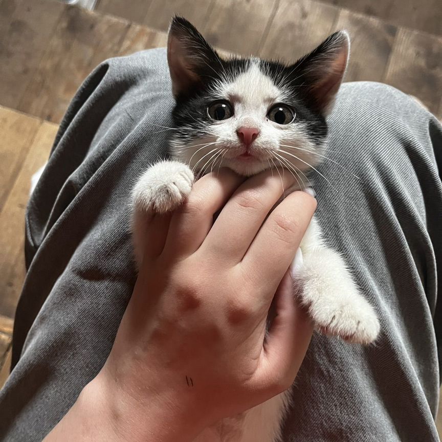 Котята в добрые руки бесплатно