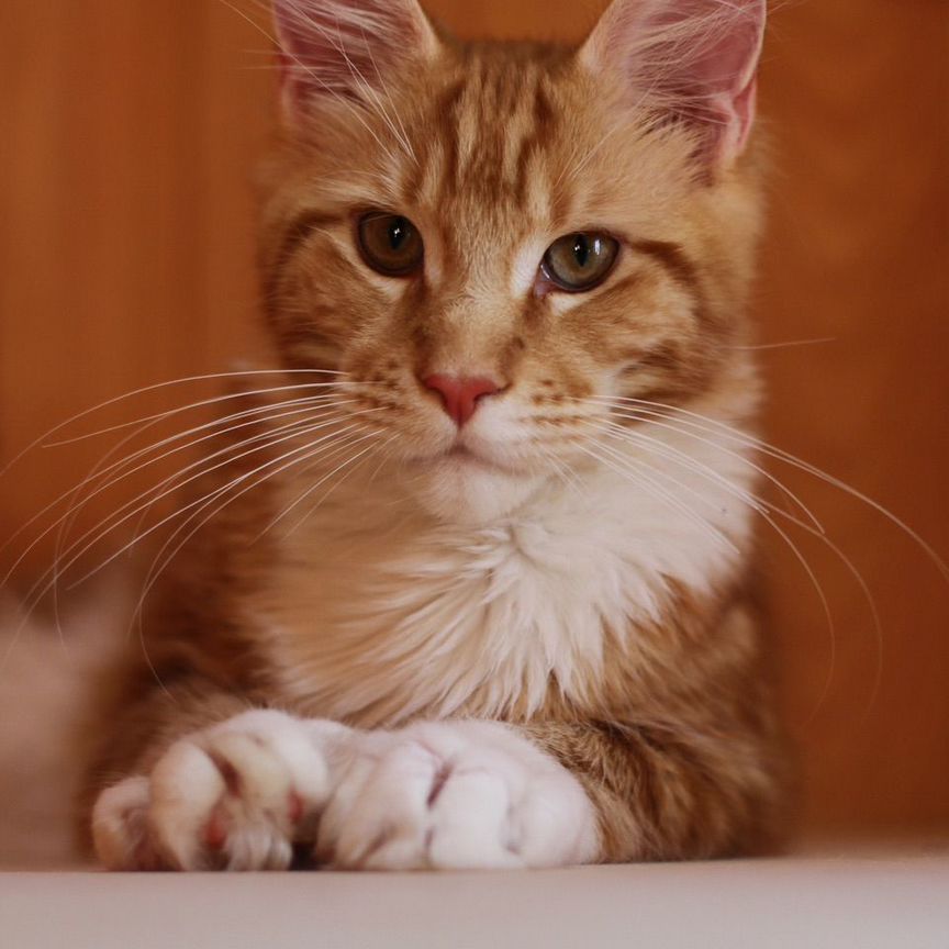 Мейн-кун котенок