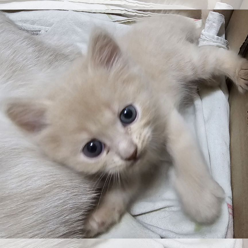 Котенок мальчик 1 месяц