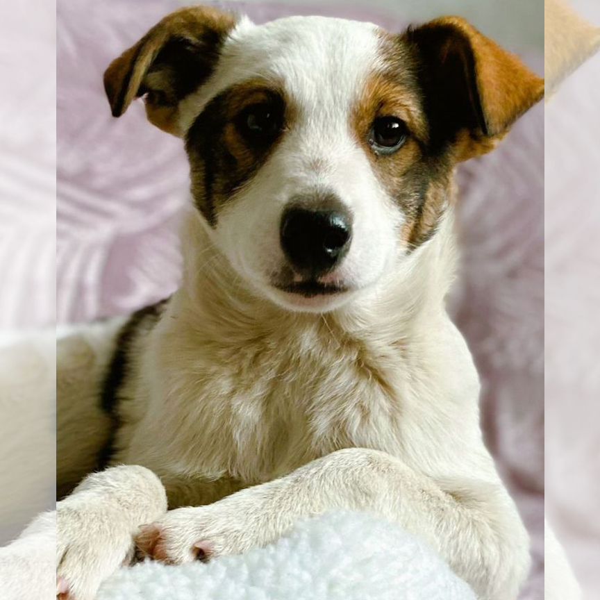 Щенок в добрые руки