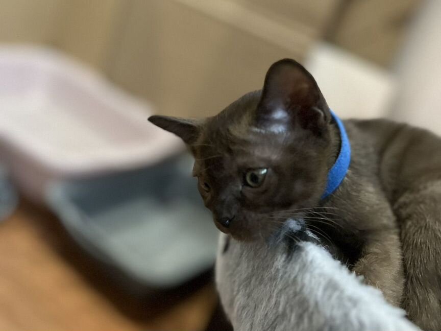 Бурманская кошечка