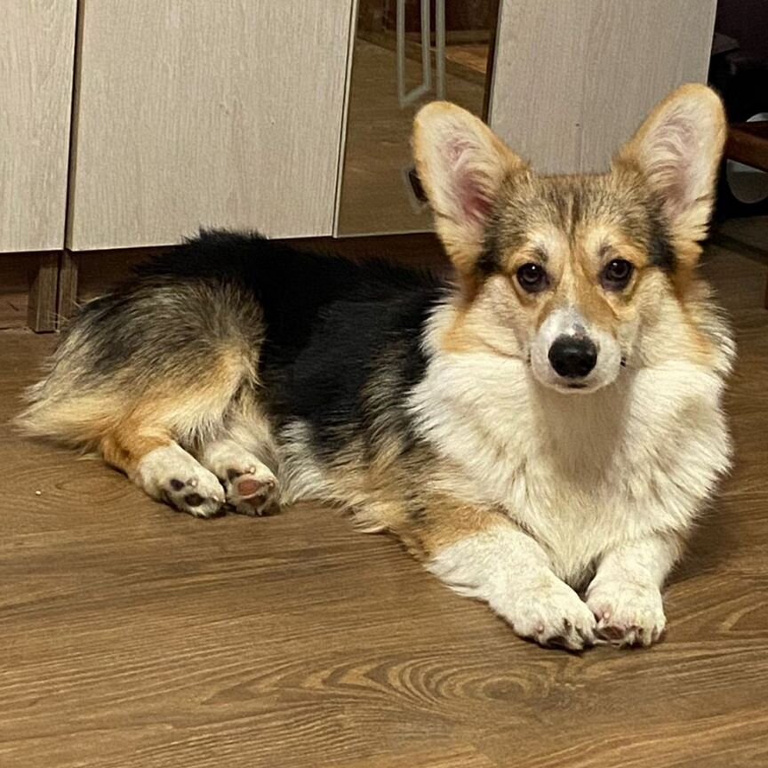 Щенки Вельш-корги пемброк