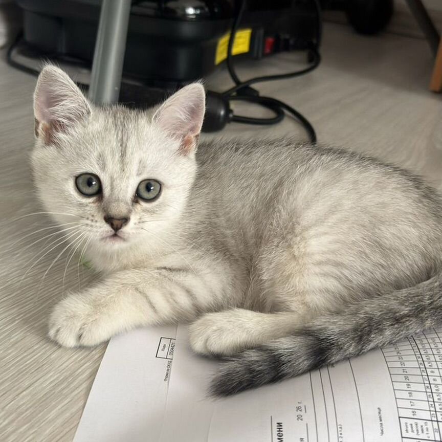 Шотландский прямоухий длинношёрстный котёнок