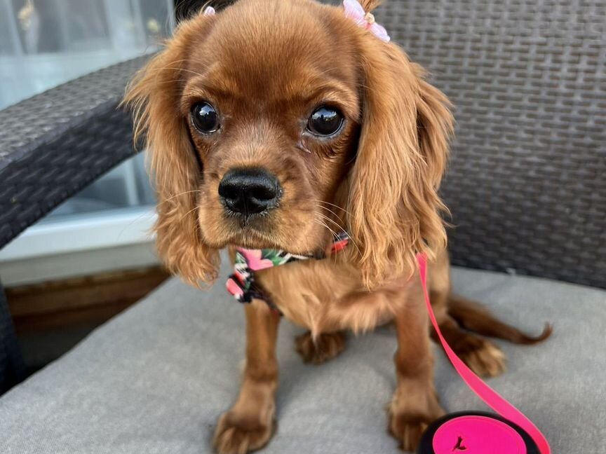 Продам щенка кавалер кинг чарльз девочка