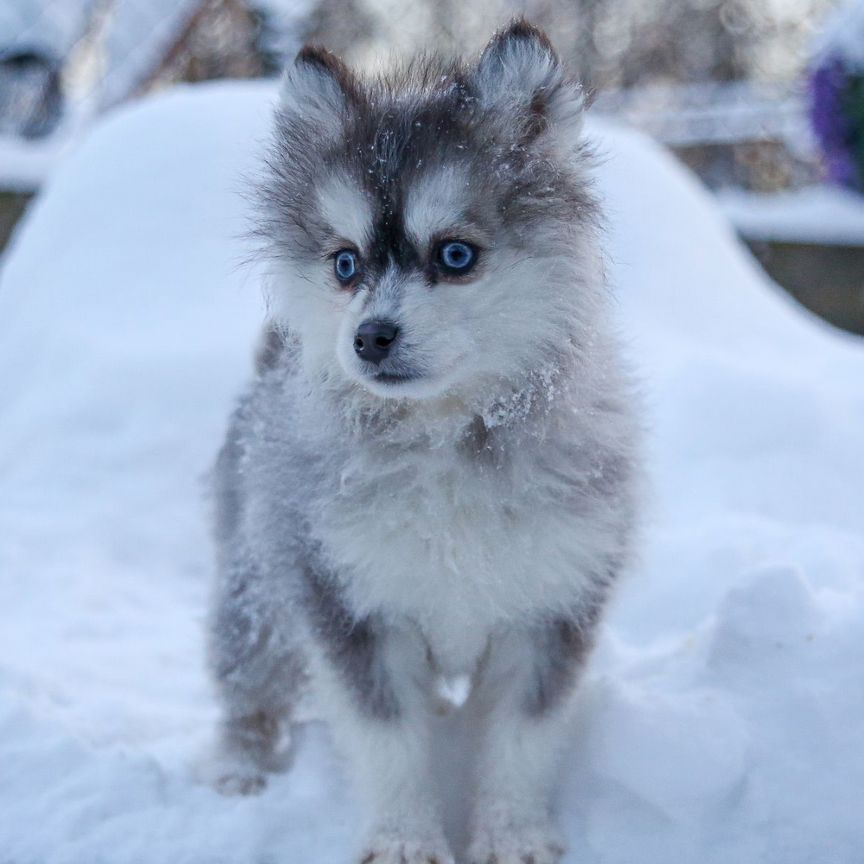 Помски, щенок