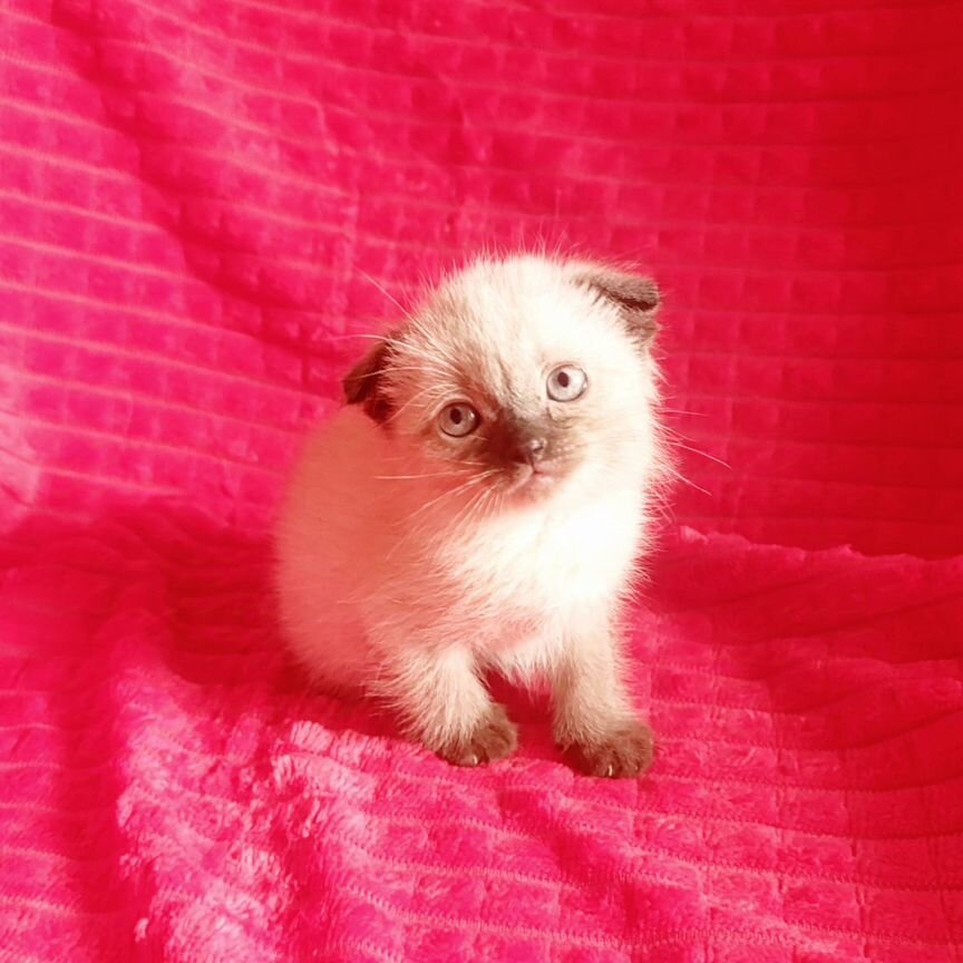 Кошечка 1,5 месяца
