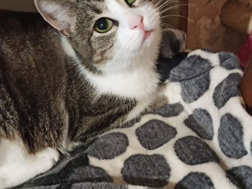 Милая кошка Бэтти