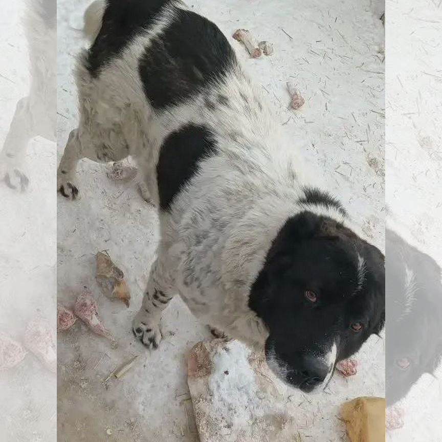 Среднеазиатская овчарка, взрослая собака