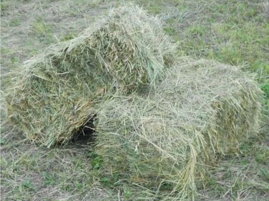 Сено в кипах/тюках урожай 2023 года