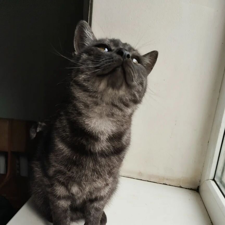 Кот с необычным окрасом в добрые руки