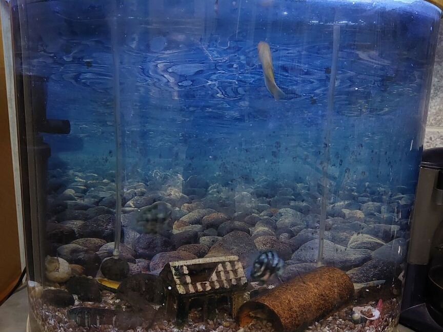 Аквариум с рыбками и оборудованием