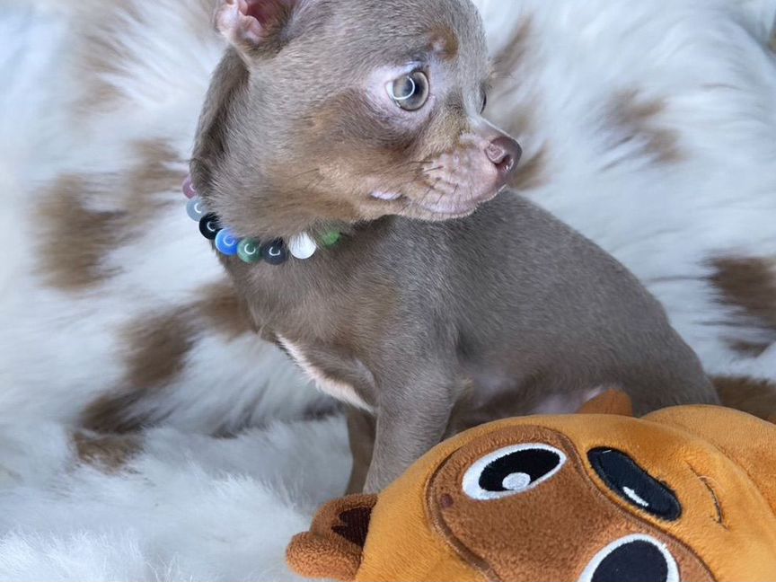 Лиловый непоседа чихуахуа