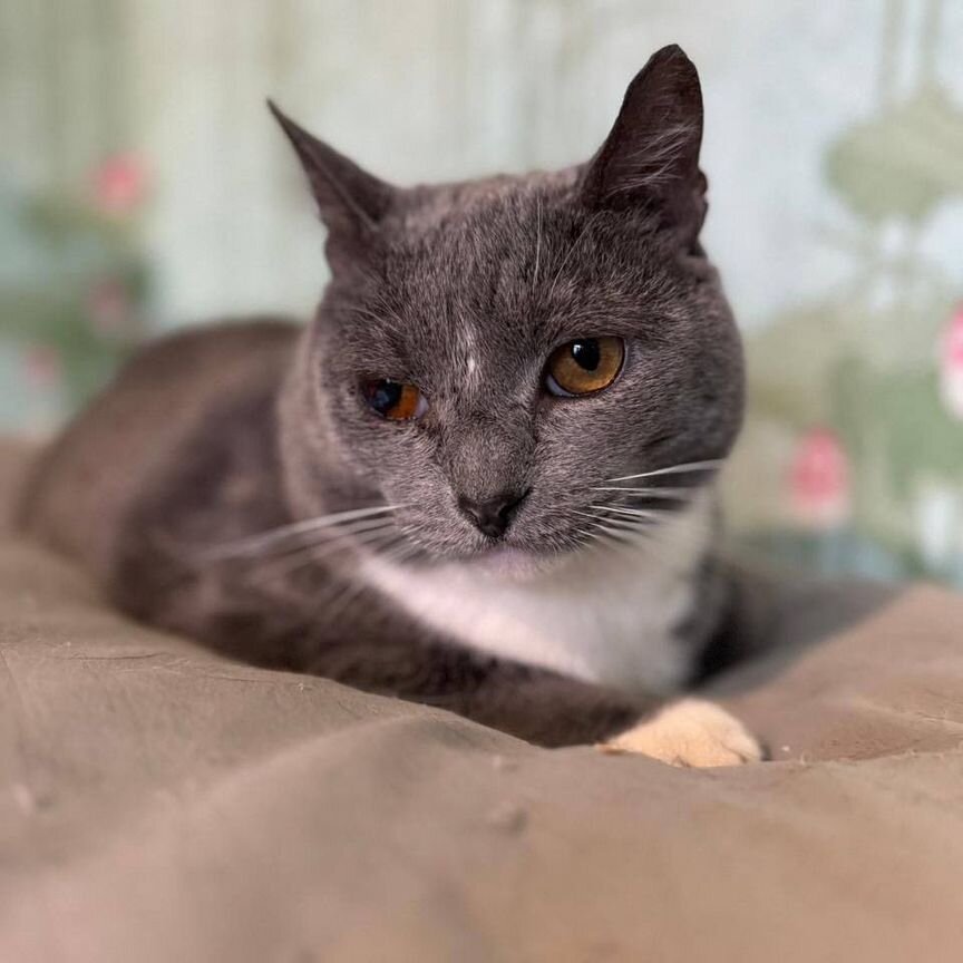 Кот в добрые руки