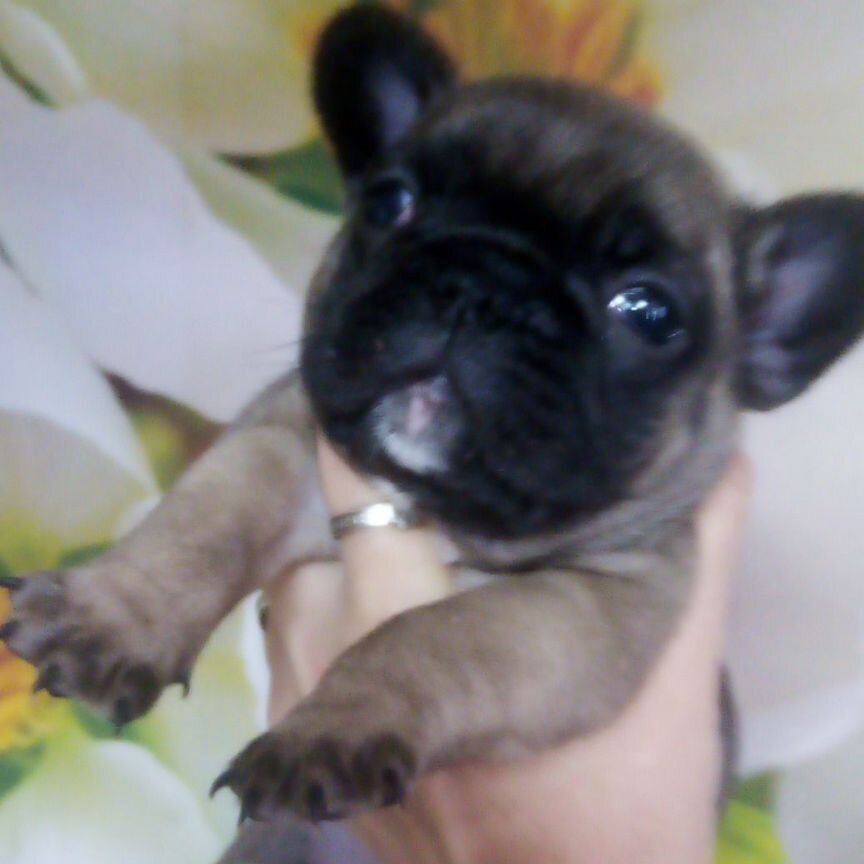 Французский бульдог, щенок