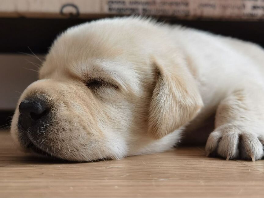 Щенки лабрадора палевые