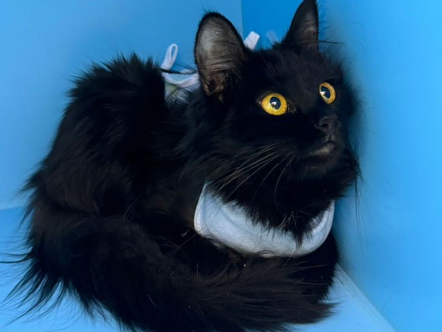 Кошка в дар
