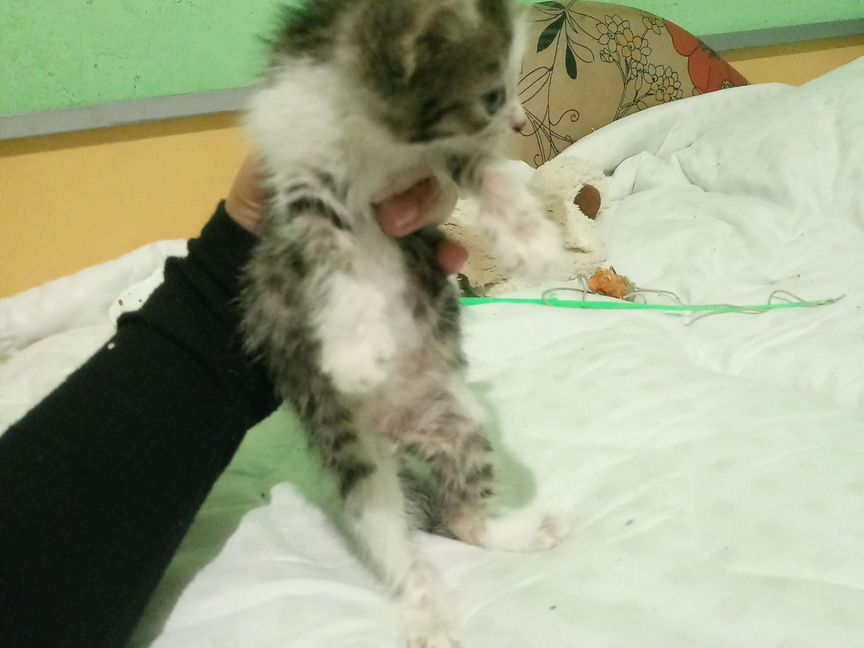Котенок маленькое чудо очень ищет добрые ручки