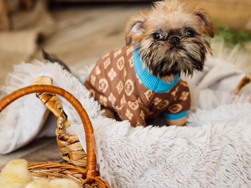 Щенок Брюссель гриффона, рыжий домовенок