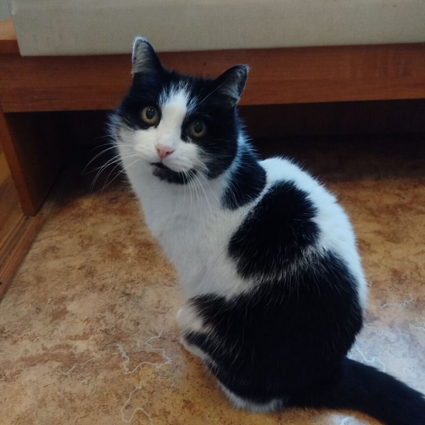 Взрослая, Девочка кошка в добрые руки