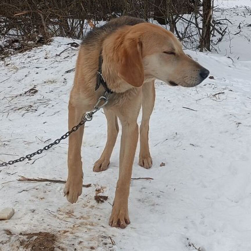 Русская гончая кабель 8месяцев