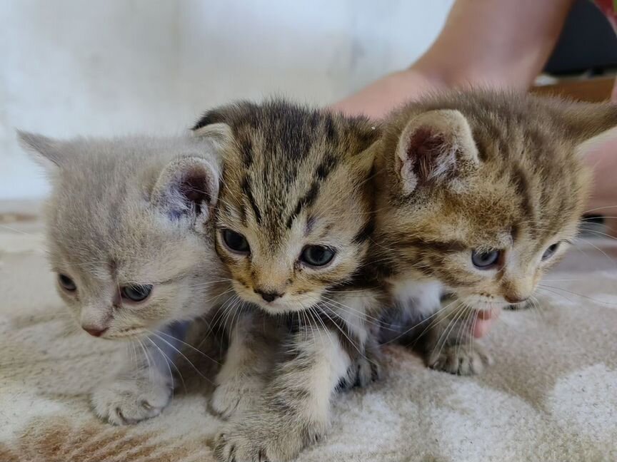 Котята