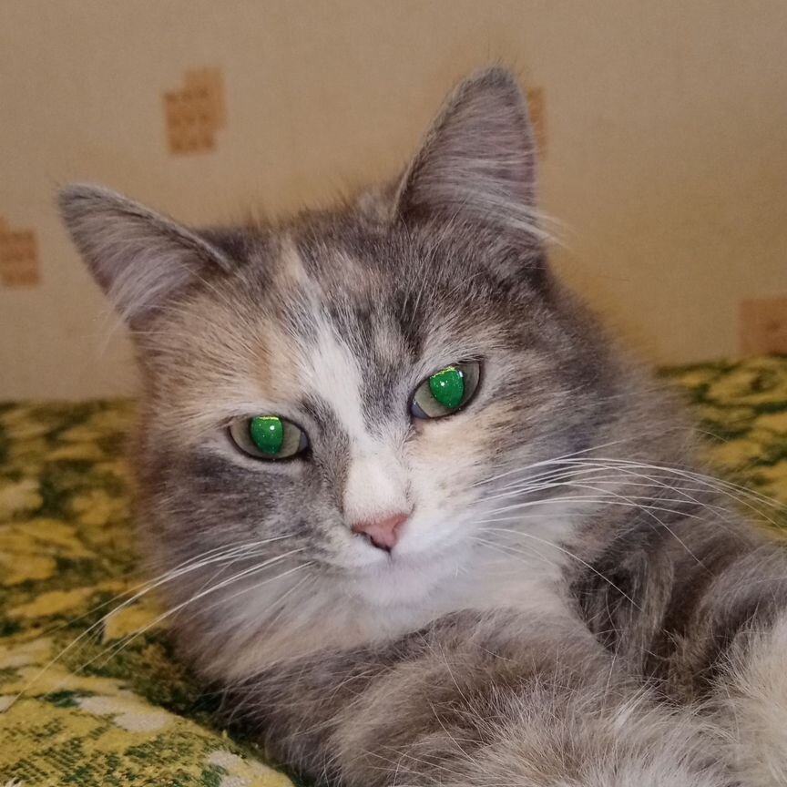 Молодая кошечка Тася в добрые ручки, 7 мес