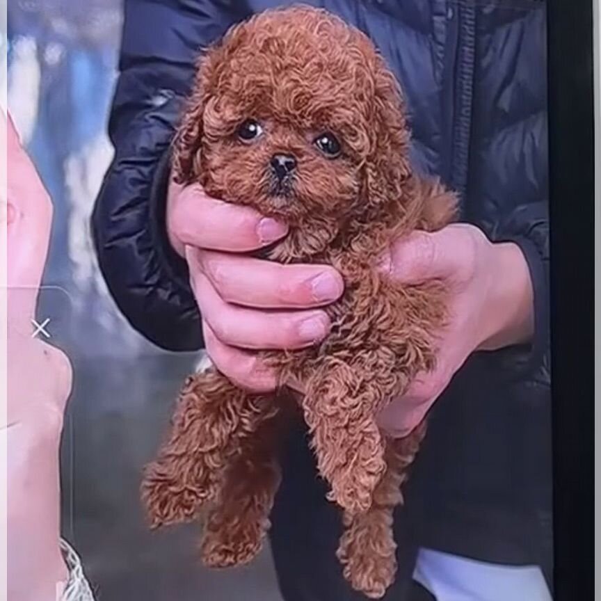 Той-пудель, щенок