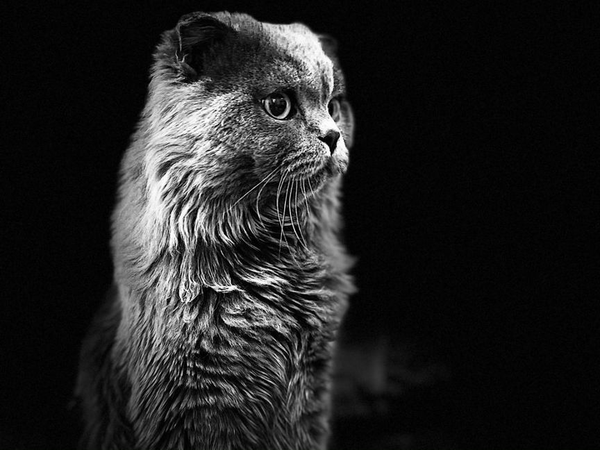 Британский кот на вязку