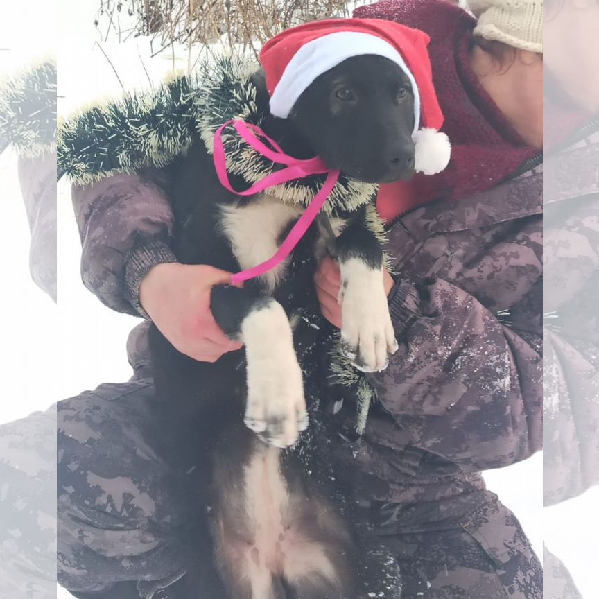 Щенок в добрые руки