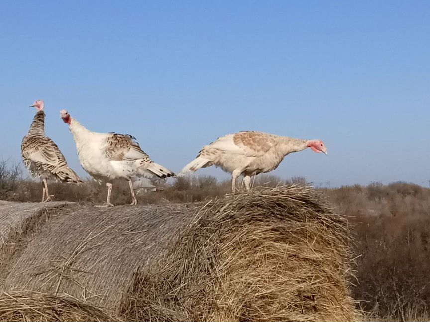 Индюки индюшата