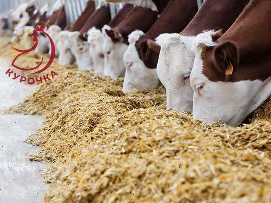 Зерно ячмень