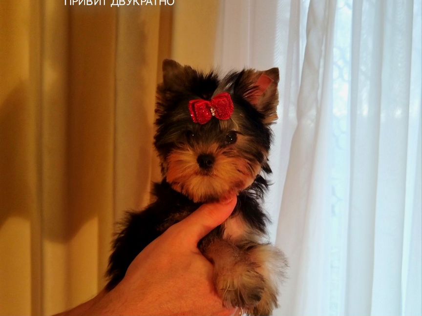 Роскошный мимишный малыш керри. РКФ