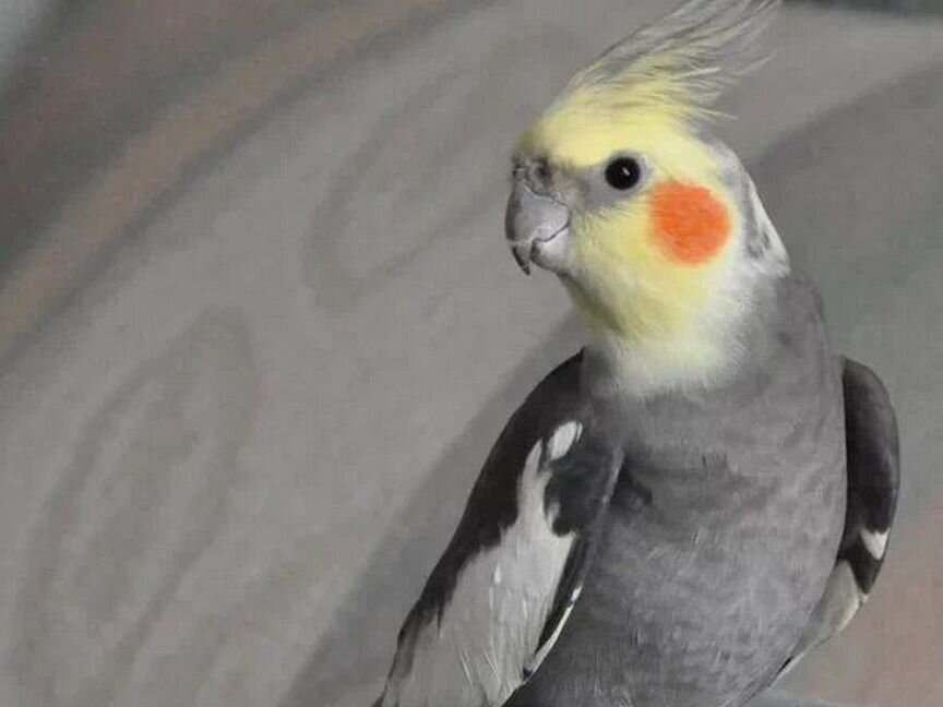 Корелла самец