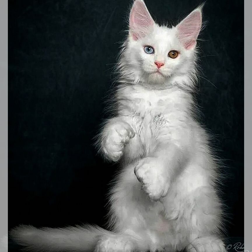 Мейн-кун котёнок