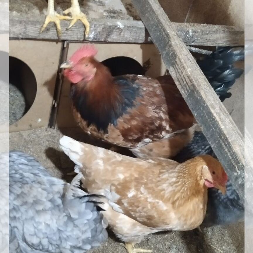 Продам петуха