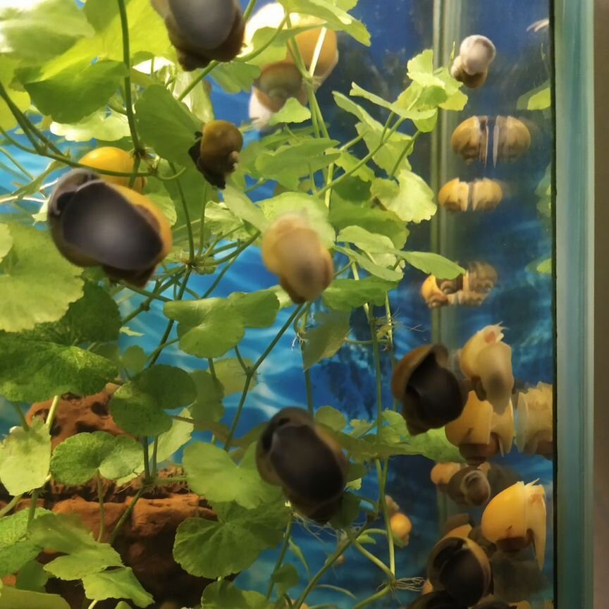 Улитки ампулярии