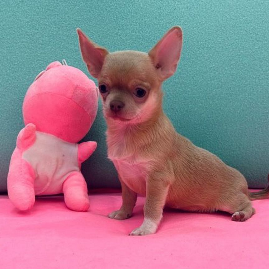 Чихуахуа мальчик - красавчик