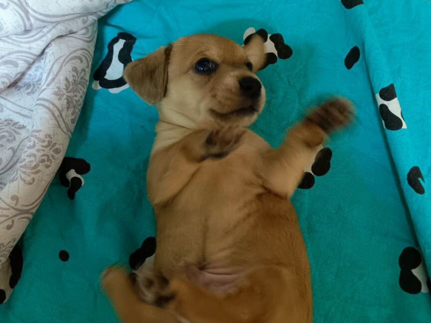 Маленькая собака в добрые руки