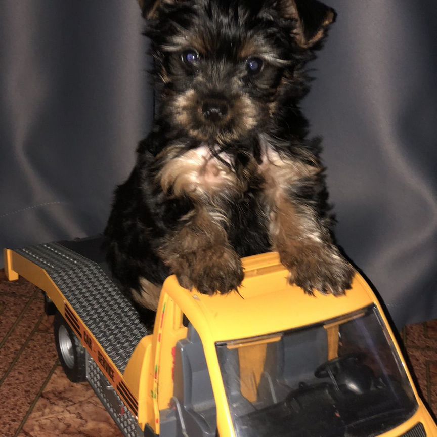 Йоркширский терьер