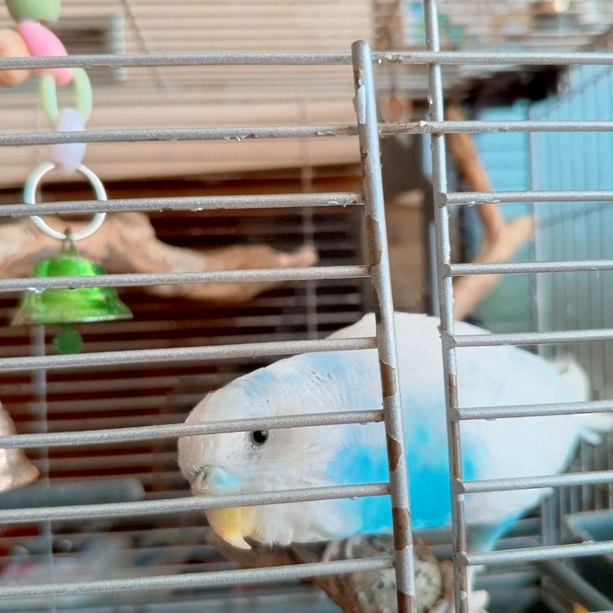 Продаю волнистого попугая