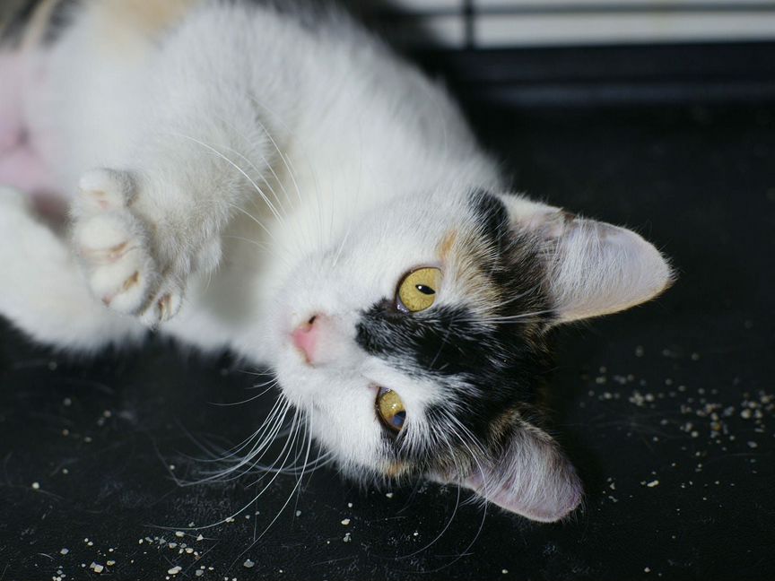 Трогательная Трёхцветка 8 мес