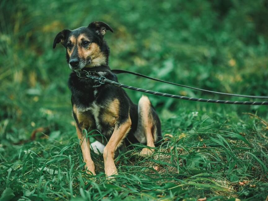 Собака из приюта ищет дом