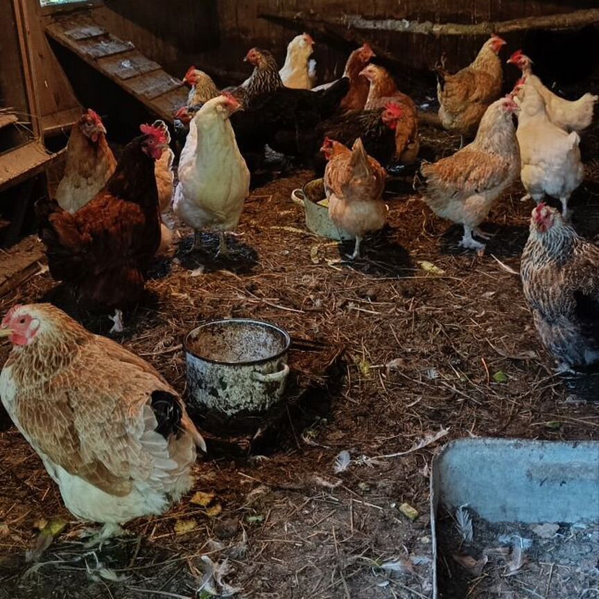 Куры домашние